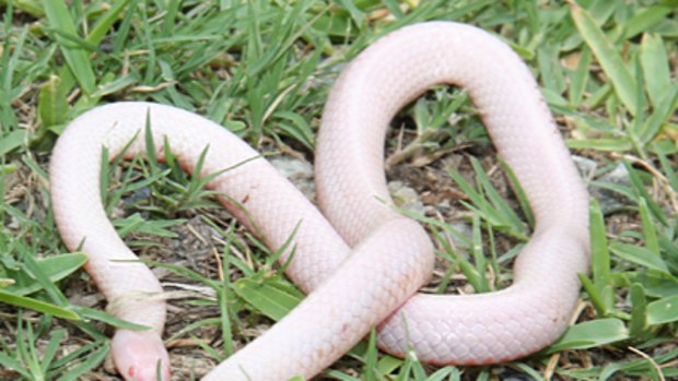 Tradies pale at albino snake find
