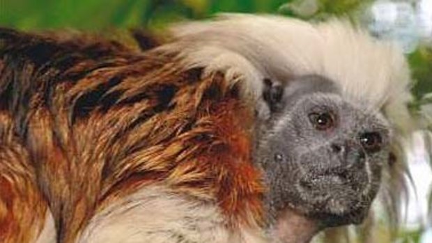 One monkey dead, another at large from Alma Park Zoo