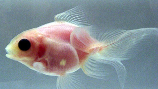 See-through fish: you can watch its heart beat