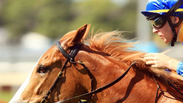 Karuta Queen to run with the juniors as Layt eyes two prizes
