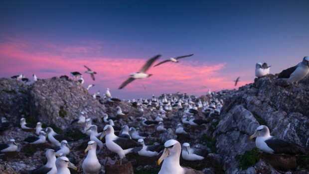 Photographing Australia's shy albatross in one of the world's remotest ...