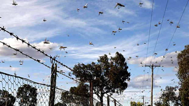 Fire, flood and now plague locusts for rural NSW
