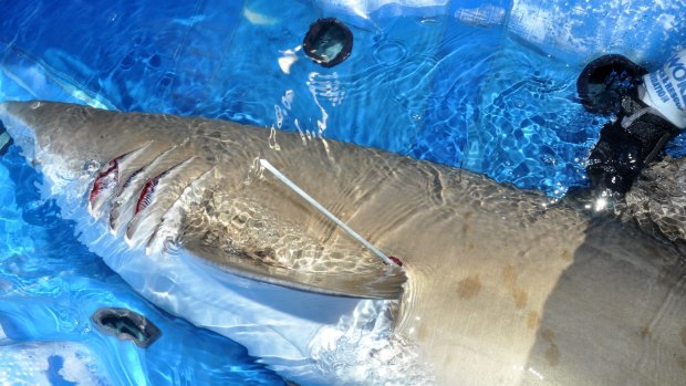Endangered grey nurse shark that swallowed spike returns to sea