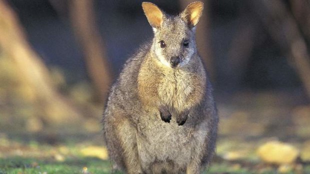 Mission Beach wallaby cull angers locals