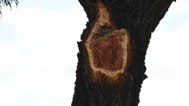 Boy hit by falling branch at Bendigo school may have spinal injuries