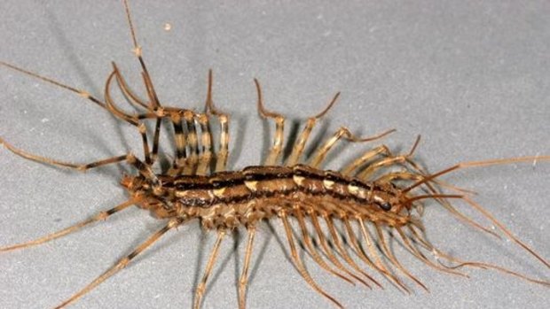 We are not alone: Scientists shine a light on the bugs we share our ...