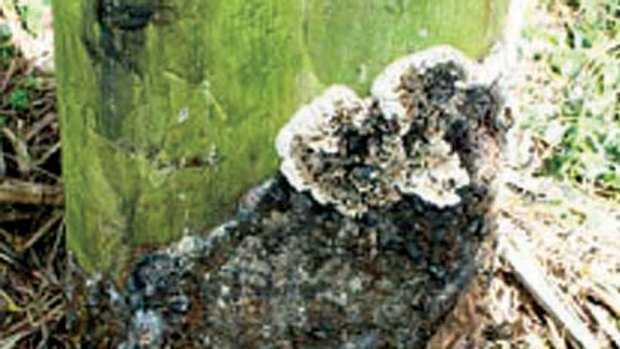 'Killer virus' threatens Brisbane's trees