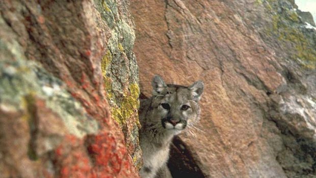 Cougars return in droves to US midwest