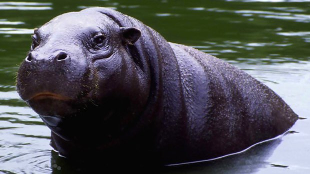 Hippo shot in outback