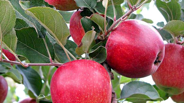 Sweet and light and red all over