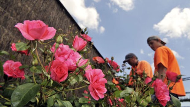 It'll be coming up roses for Cup day