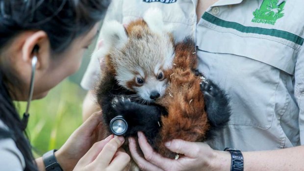 Melbourne Zoo's adorable baby red pandas get new names