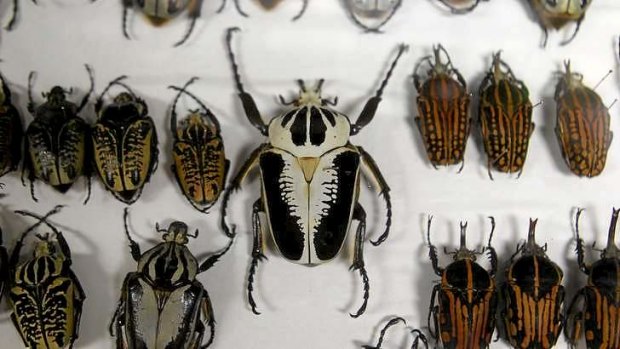 Bounty hunters hound out computer bugs