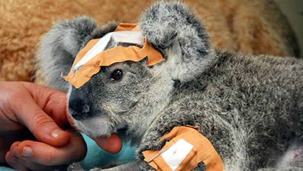Baby koala clings on to life