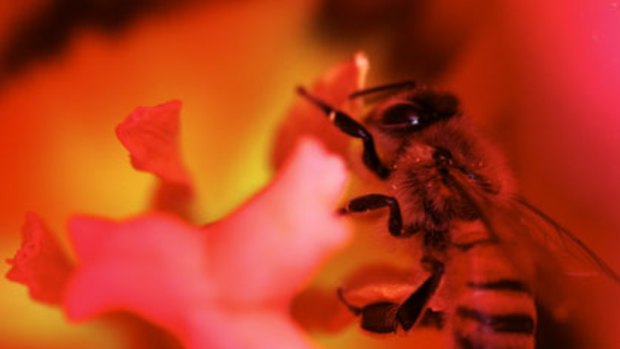 It's a bee nuisance - and food growers are more than a mite scared