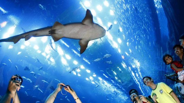 Evacuation as Dubai Mall's giant aquarium springs a leak