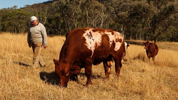 Heartbreaking eulogy to prized bull