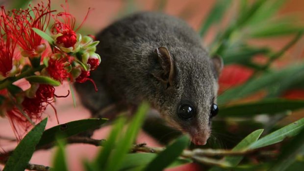 Threatened alpine pygmy possum breeds in wild