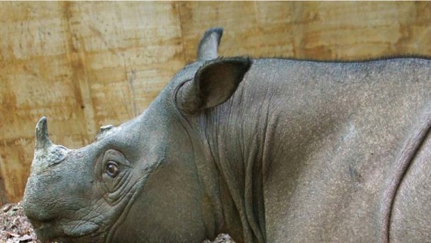Capture of rare rhino delivers last hope of saving endangered species