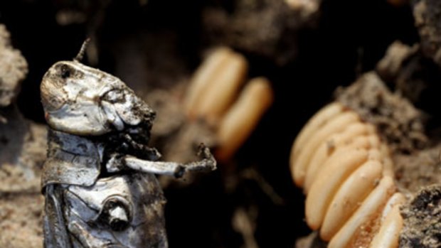 After drought, farmers must now face a plague of locusts