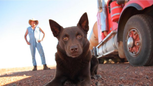 Sit! Speak! Sing! It's Red Dog the musical