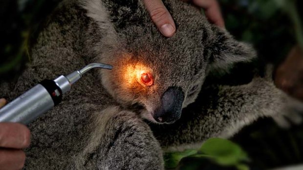 Disease-free koalas at risk of chlamydia