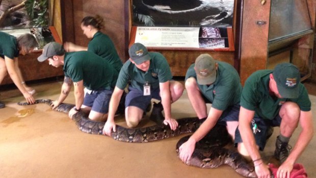Perth Zoo python Cuddles gets a health boost