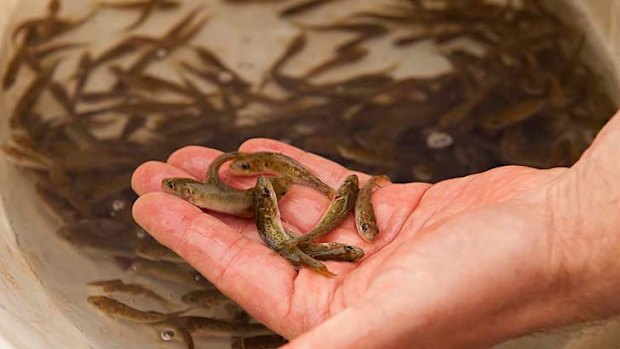 Funding cut threatens plan to restore fish populations