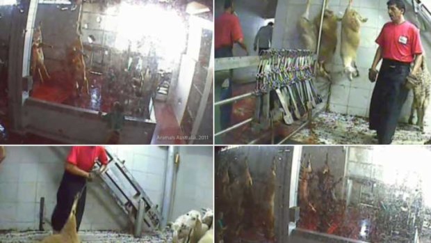 New RSPCA video of 'horrendous' cattle slaughter is spin: WA Farmers