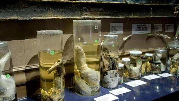 Members only: inside the world's only penis museum
