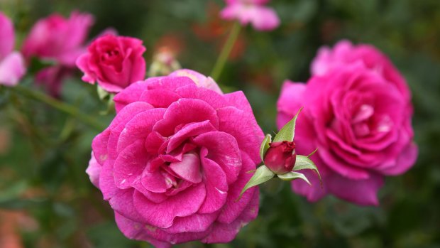 A lifetime of roses is never enough for these diehard fans