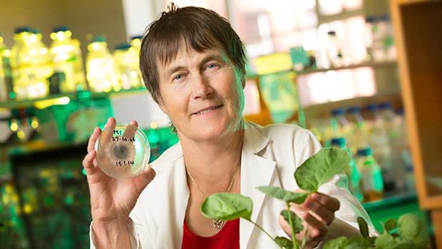 Defending canola from fungus