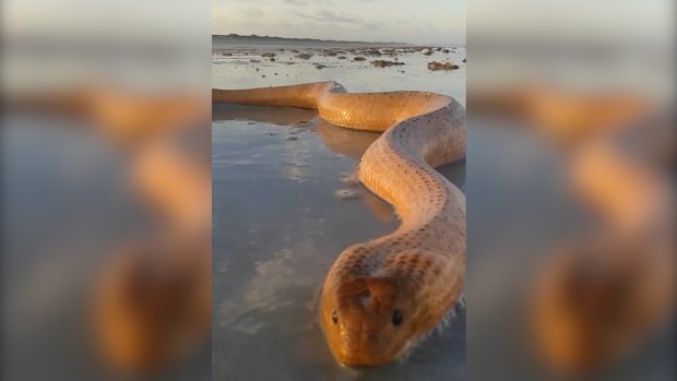 Sea snake stops for a sun bake on Cable Beach