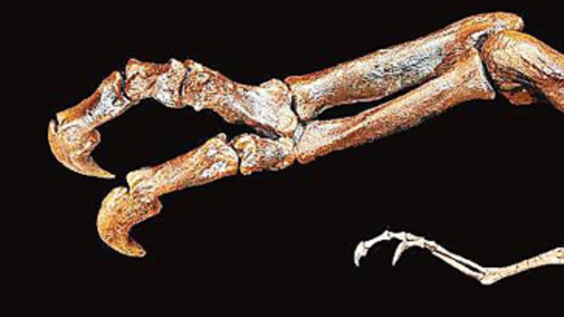 T. rex descended from a smaller, perfect killer