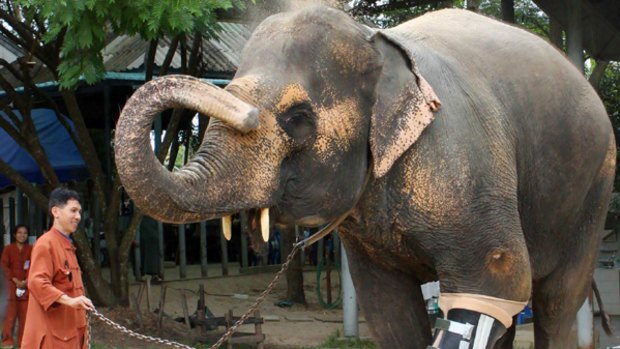 Thai elephant takes first steps with artificial leg