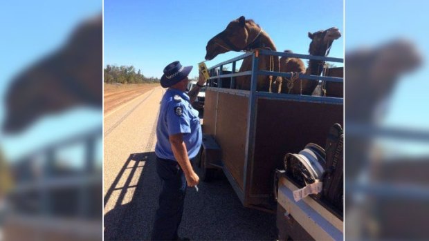 WA police 'breathalyse' a 'thirsty camel' in the desert near Looma