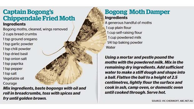Need energy boost? Give bogongs a whirl, they're flavour of the moth