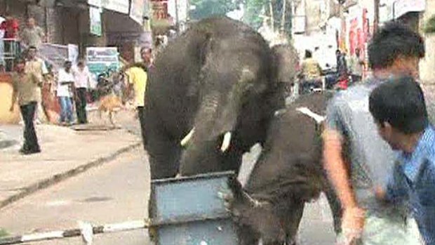 Death and destruction as elephants rampage through Indian city