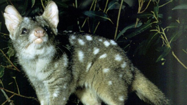 Bunny trap death for Perth's Easter chuditch