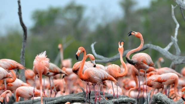 Where can we see flamingos in Cuba?