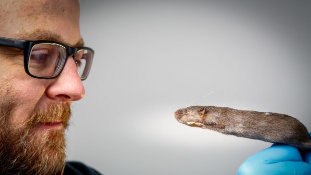Unearthed: the rare rat with an oh-so-slender profile
