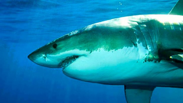 Scientists circle the Great White