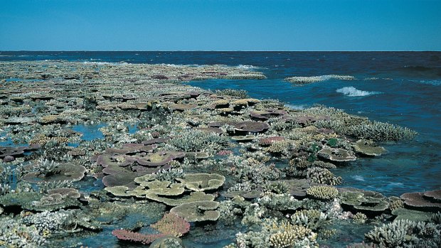 The amazing biological fixes that could help save the Great Barrier Reef