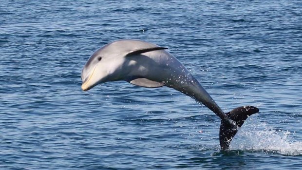 New dolphin species discovered in Victoria
