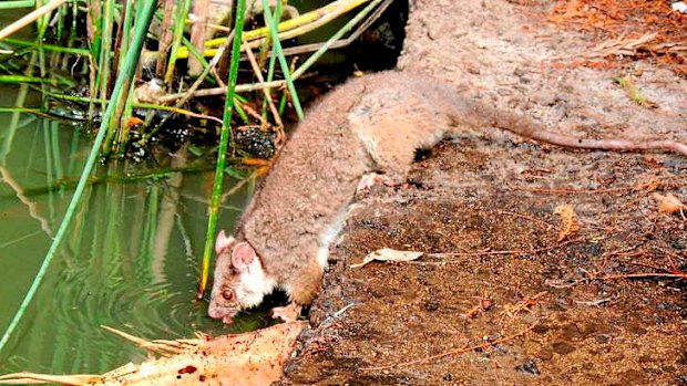 Rescuers battle to save heat-stressed flying foxes