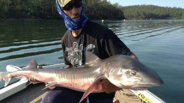 Sharks swarm in the Clyde River, Batemans Bay