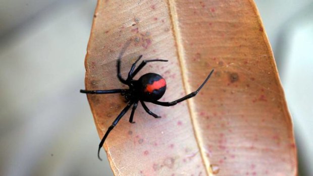 Redbacks meet their match