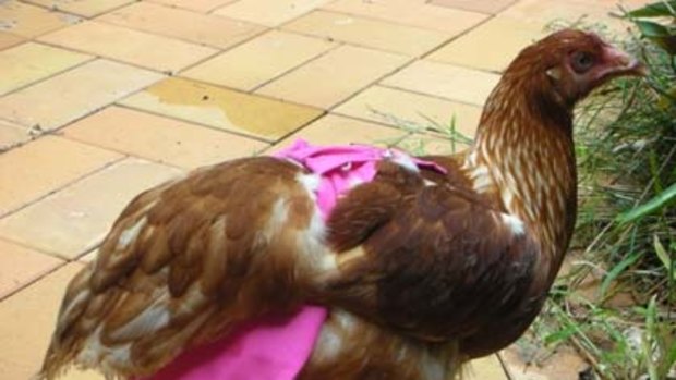 Chook nappies and cuckoo clocks: business with a twist