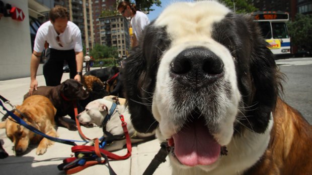 Life coach for dogs taking bite out of the Big Apple
