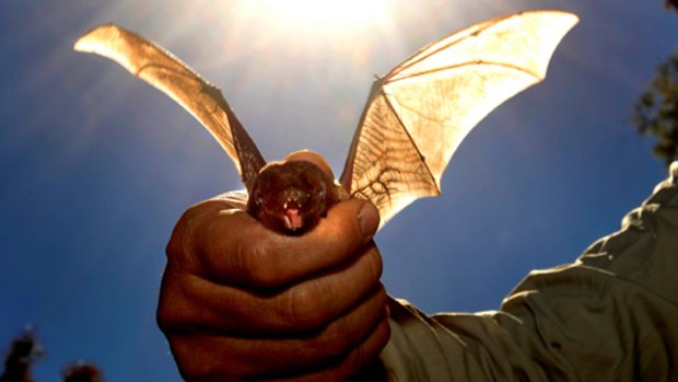 The secret life of microbats to be revealed